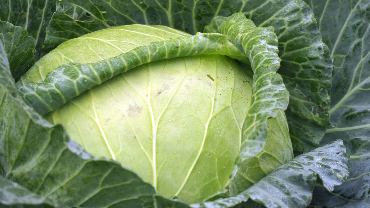 Kohl naschen in Dithmarschen | mitabstand.sh